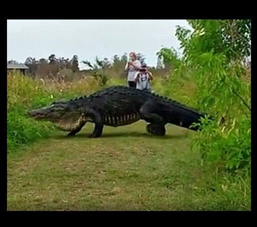 Quincy News: Gatorzilla crosses the road